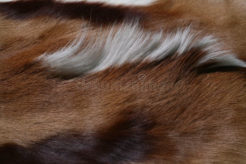 Antelope fur stock photo. Image of colouring, wildlife - 6800112