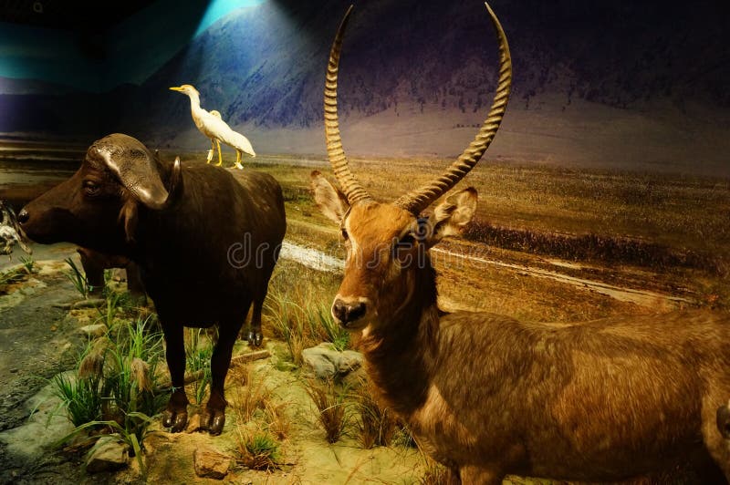 Antelope specimens editorial image. Image of china, samples - 46715915