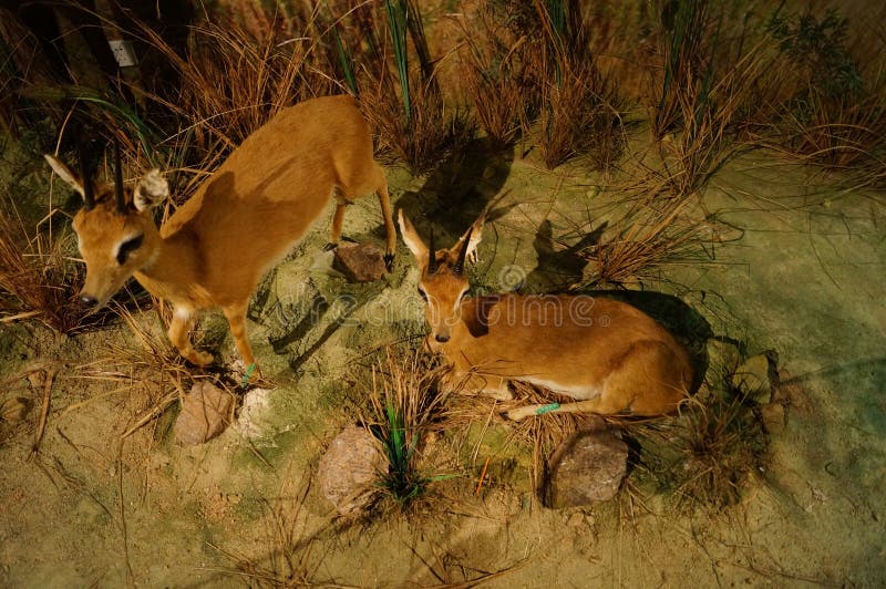 Antelope specimens editorial stock image. Image of samples - 46715959