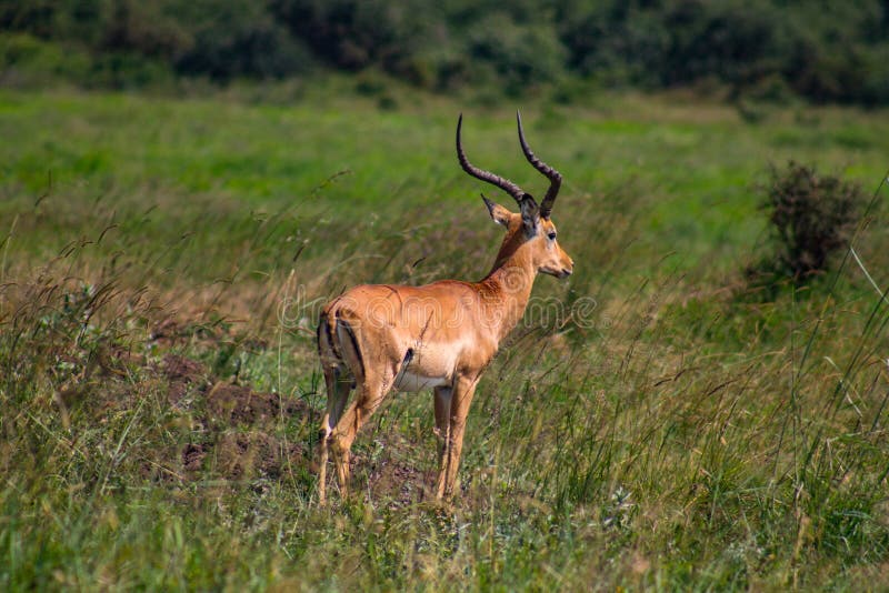 Antelope Spotted in the Wild Stock Image - Image of travel, layout ...