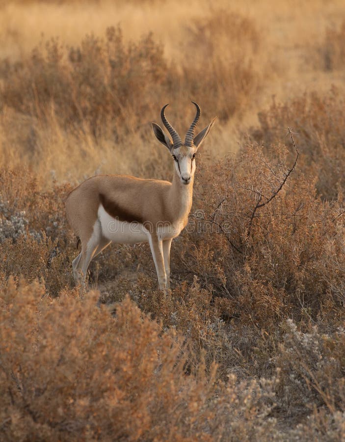 Antelope Springbok stock image. Image of antlers, springbok - 21476019