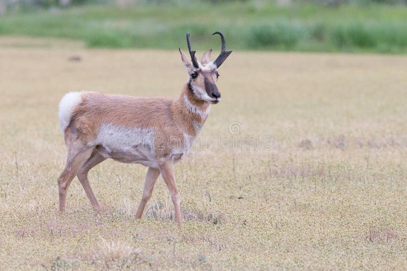 Antelope standing in field stock image. Image of prairie - 79021175