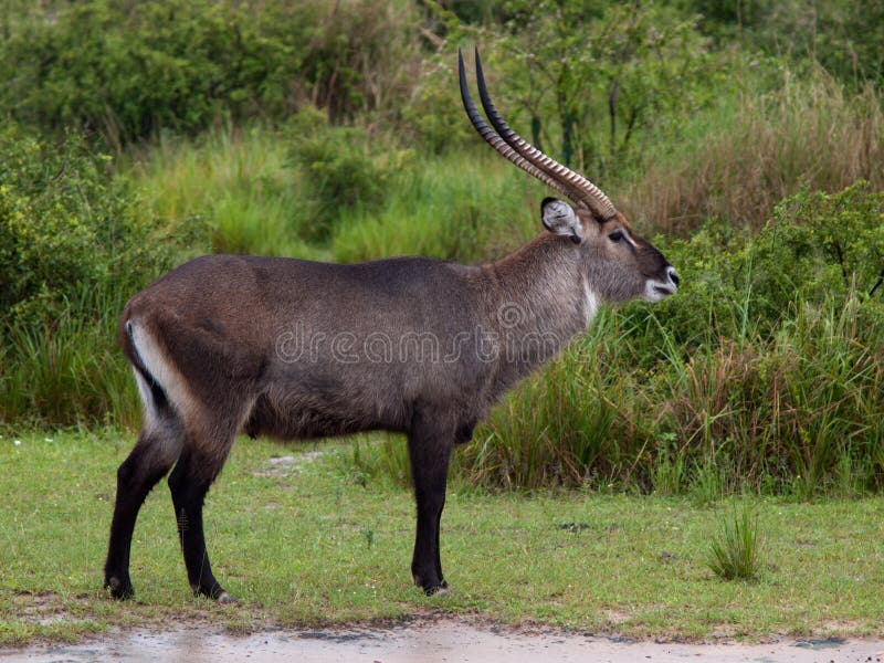 Antelope Standing on the Grass Stock Photo - Image of mammals, horned ...