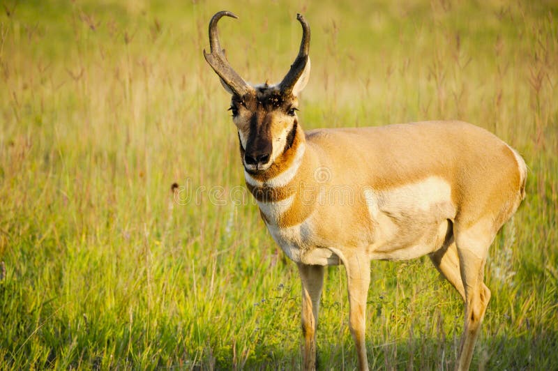 Antelope stock image. Image of antilocapra, sunset, summer - 42002479