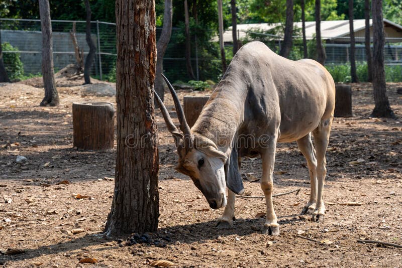 Antelope Standing Under a Tree Trunk Stock Image - Image of sunlight ...