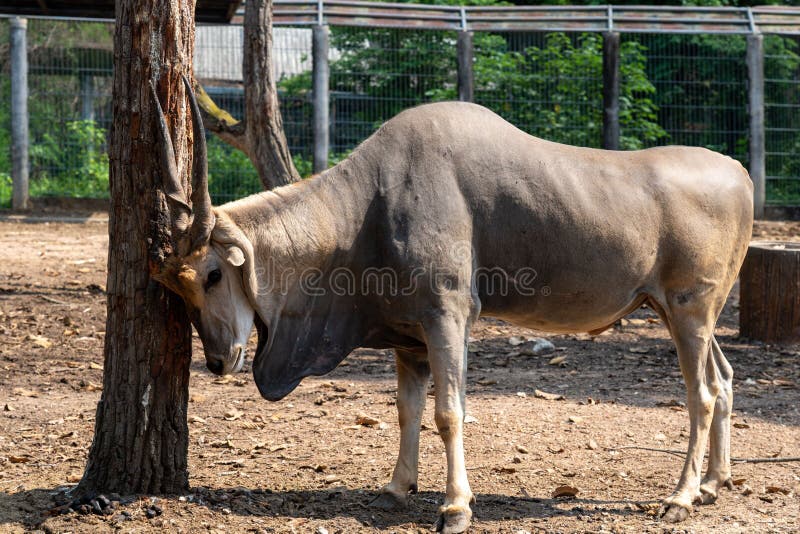 Antelope Standing Under a Tree Trunk Stock Photo - Image of sunlight ...
