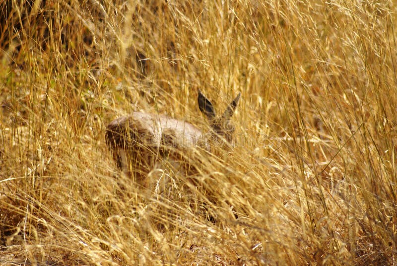 Antelope in tall grass stock image. Image of arid, safari - 123487567