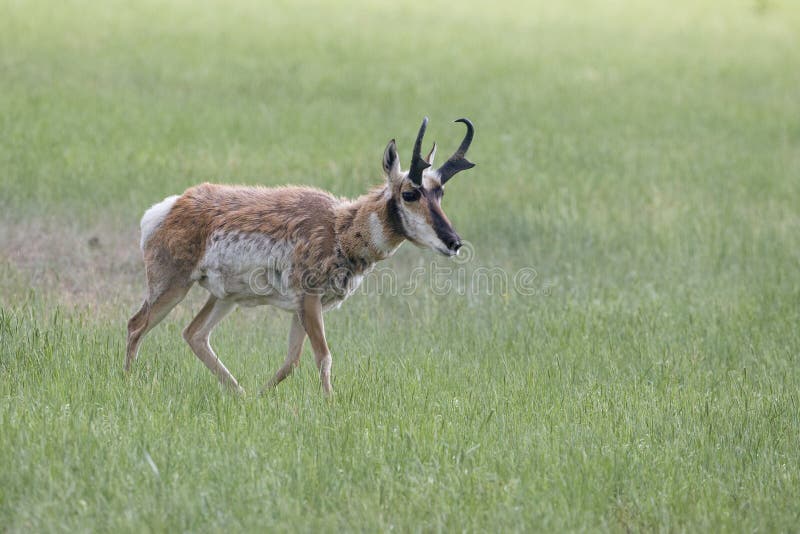 Antelope Walking in a Field Stock Photo - Image of fast, males: 42693832