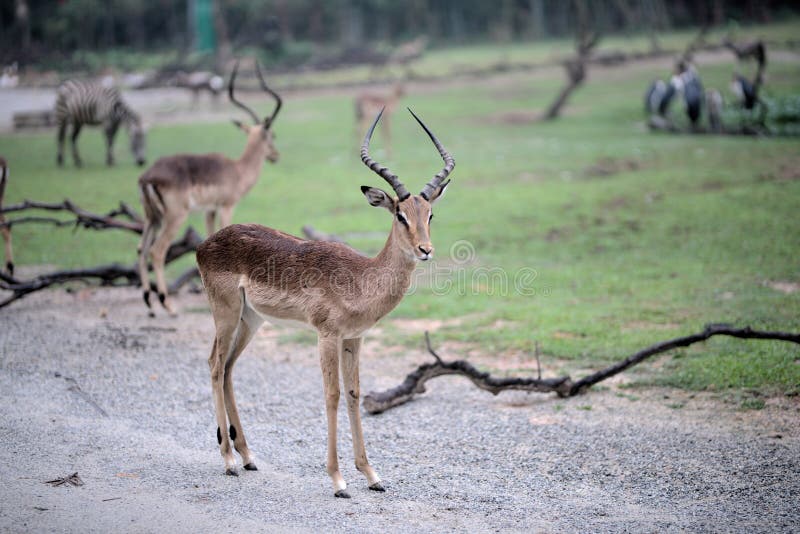 Antelope stock photo. Image of antelope, large, tall - 93517324