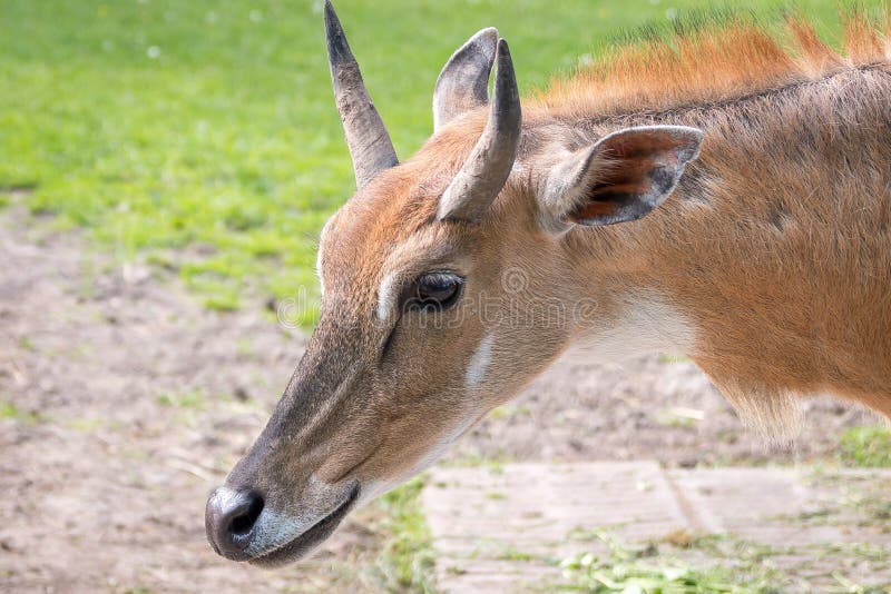 Antelope eating stock photo. Image of herd, thirst, south - 7721890