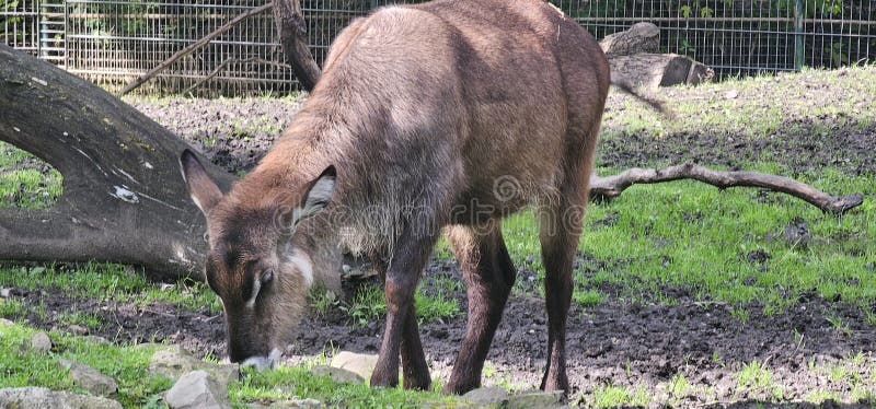 Antelope (antelope) in a Zoo and Animal Park Stock Photo - Image of ...