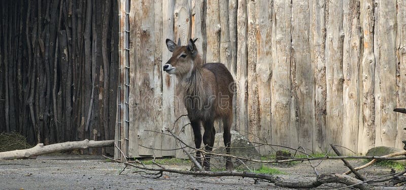 Antelope (antelope) in a Zoo and Animal Park Stock Image - Image of ...