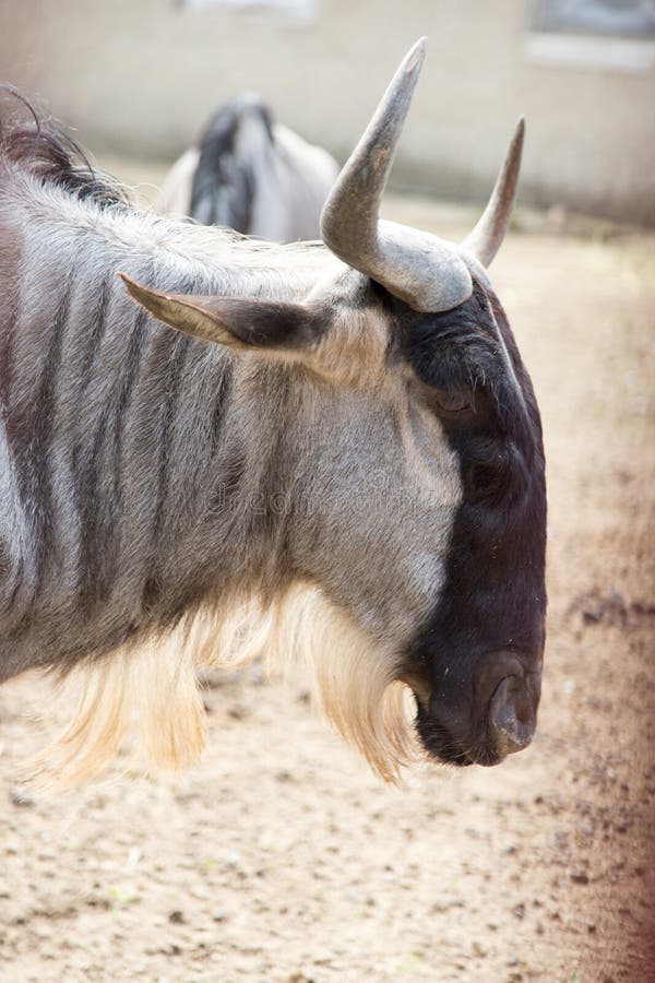 Antelope in a zoo stock photo. Image of grass, mammal - 106328346