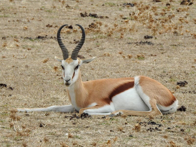 Antelopes stock photo. Image of safari, adventure, mammal - 138923388