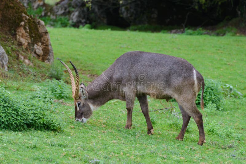 Antelopes Grazing on a Green Meadow, Animals in Their Natural ...