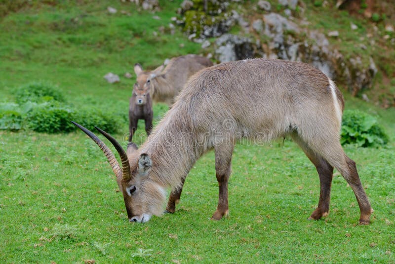 Antelopes Grazing on a Green Meadow, Animals in Their Natural ...