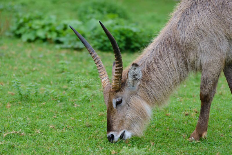 Antelopes Grazing on a Green Meadow, Animals in Their Natural ...