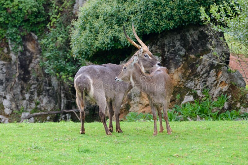 Antelopes Grazing on a Green Meadow, Animals in Their Natural ...