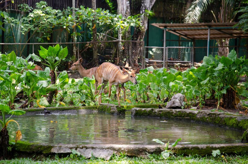 Antelopes Near a Pond at the Zoo Stock Photo - Image of animals ...