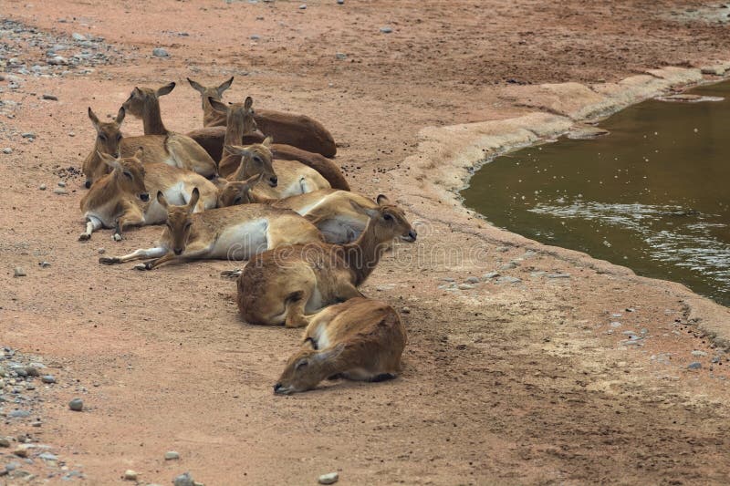 Antelopes Next To a Stream of Water Stock Image - Image of gazelle ...