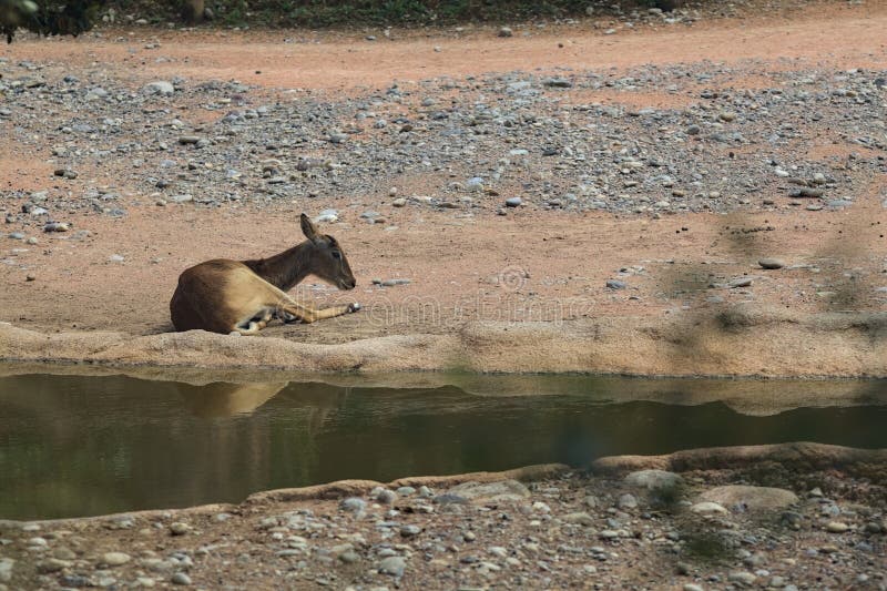 Antelopes Next To a Stream of Water Stock Photo - Image of garden ...