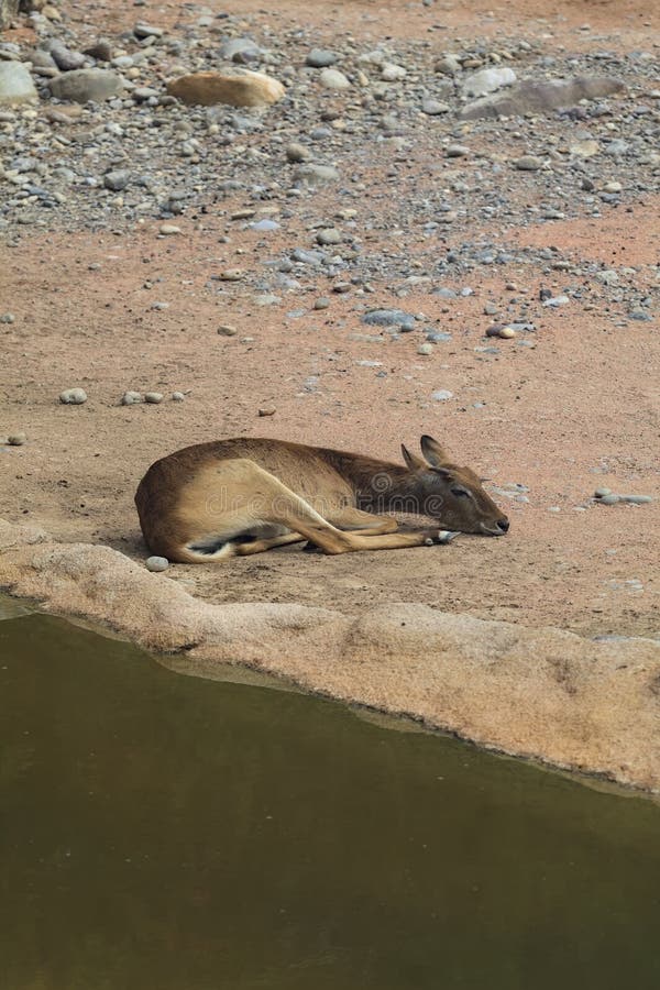 Antelopes Next To a Stream of Water Stock Image - Image of kenya ...