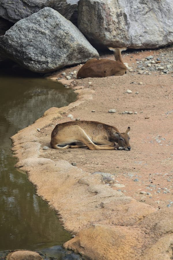 Antelopes Next To a Stream of Water Stock Image - Image of close ...