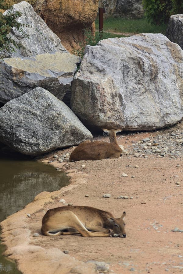 Antelopes Next To a Stream of Water Stock Photo - Image of african ...