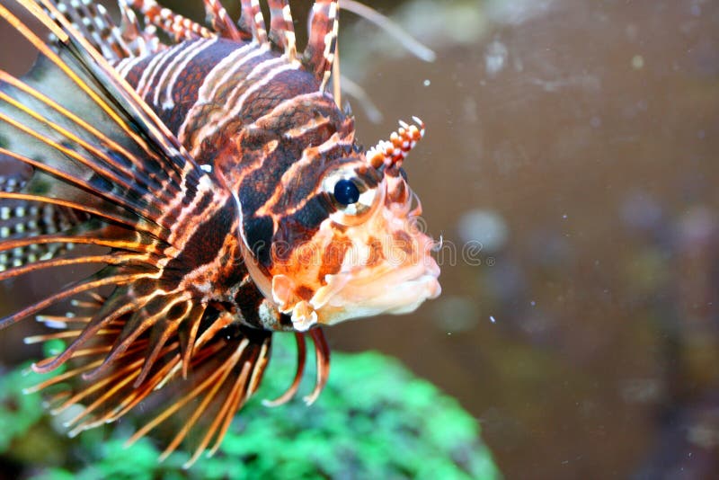 Pterois Antennata Fish Or Lionfish Stock Image - Image of fish, spines ...