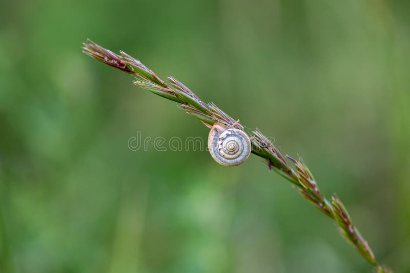 Antenna Snail Close Up Portrait on a Spike Stock Photo - Image of ...