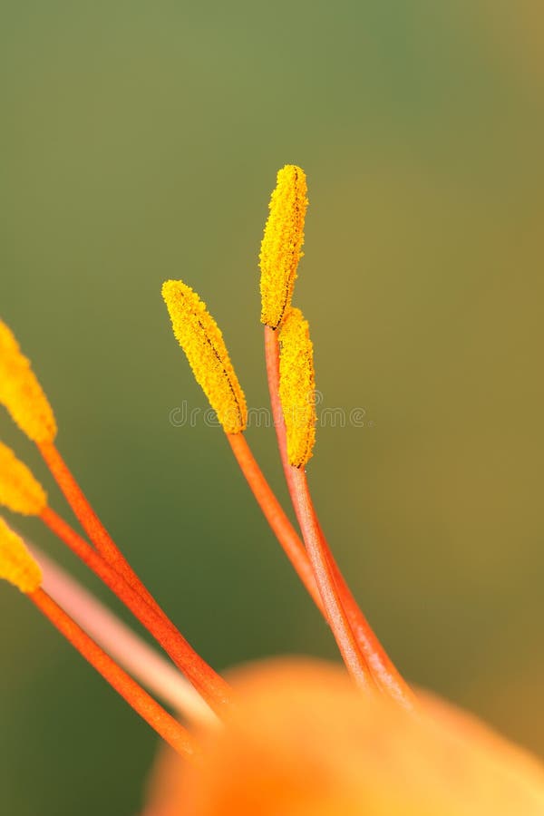 8,987 Antera Fotos - Libres de Derechos y Gratuitas de Dreamstime