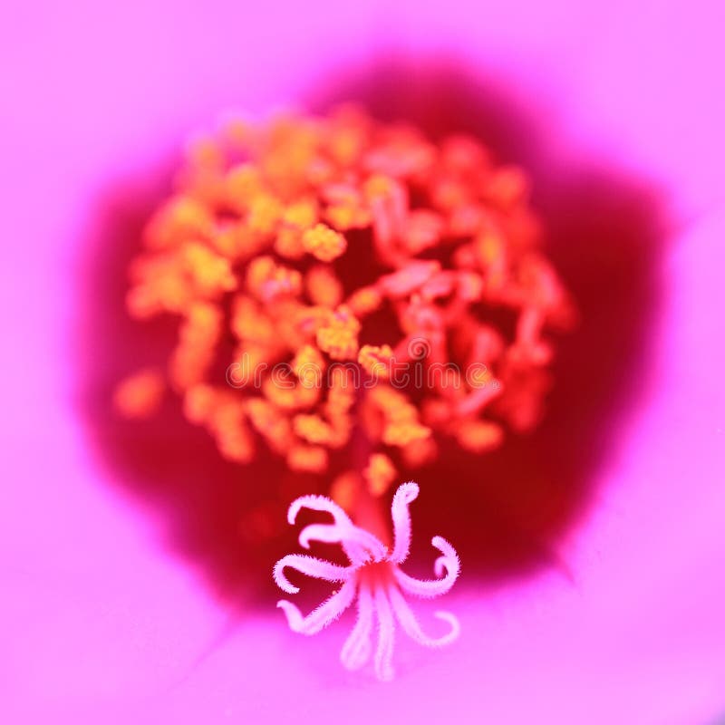 8,987 Antera Fotos - Libres de Derechos y Gratuitas de Dreamstime