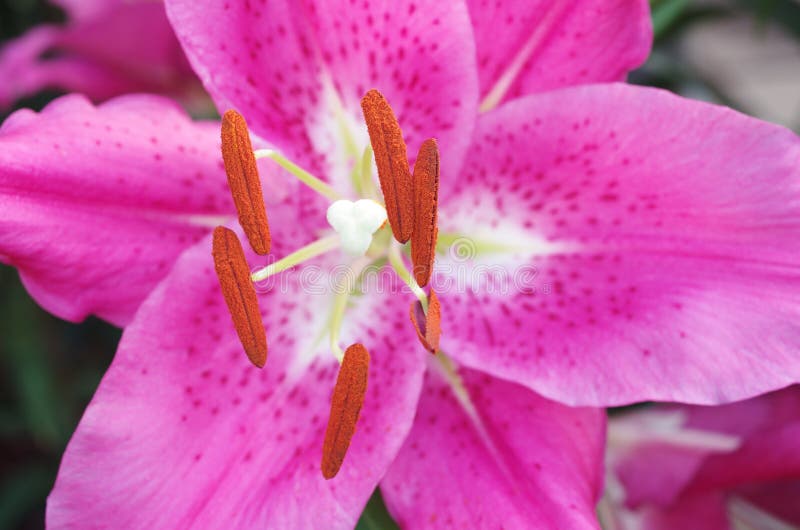 8,987 Antera Fotos - Libres de Derechos y Gratuitas de Dreamstime