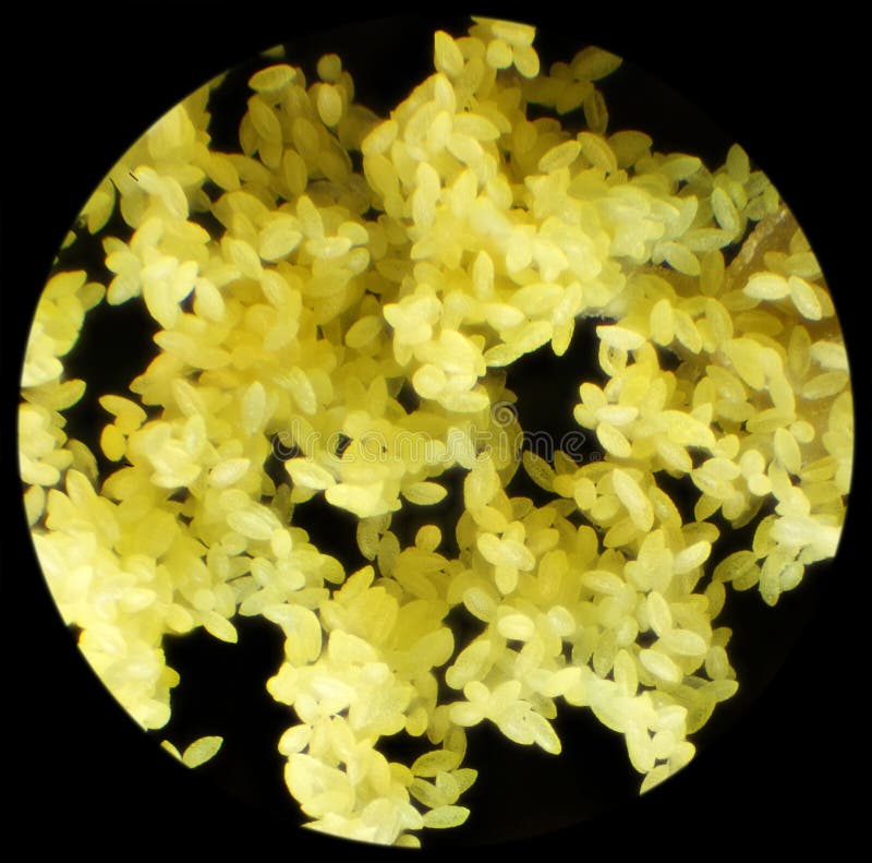 Antera Del Fiore Della Hosta in Microscopio Immagine Stock - Immagine ...