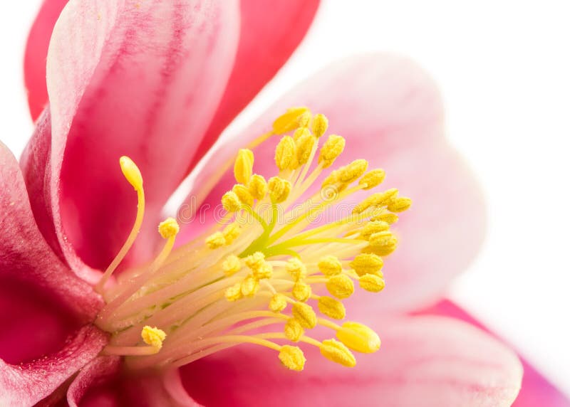 Antera Del Flor De La Flor De Aquilegia Imagen de archivo - Imagen de ...