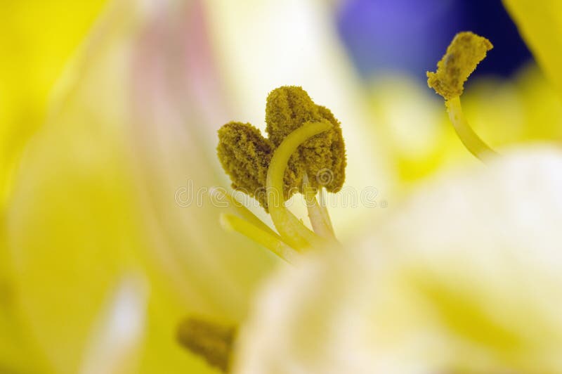 Anteras De La Flor Con Polen Foto de archivo - Imagen de polen, perenne ...