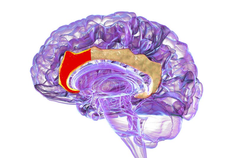 Anterior Cingulate Cortex in Human Brain, Illustration Stock ...