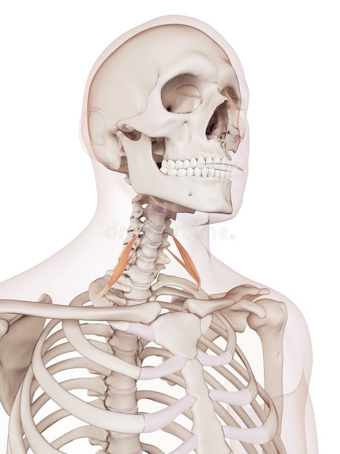 The scalene middle stock illustration. Illustration of healthy - 56287398