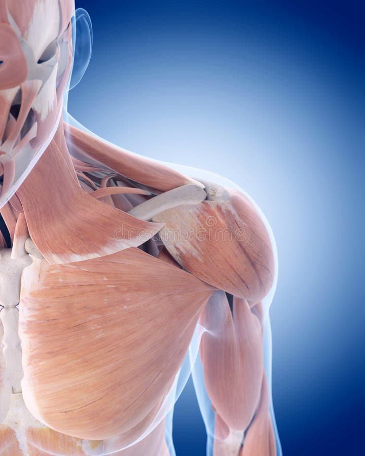 The Anterior Shoulder Muscles Stock Illustration - Illustration of ...