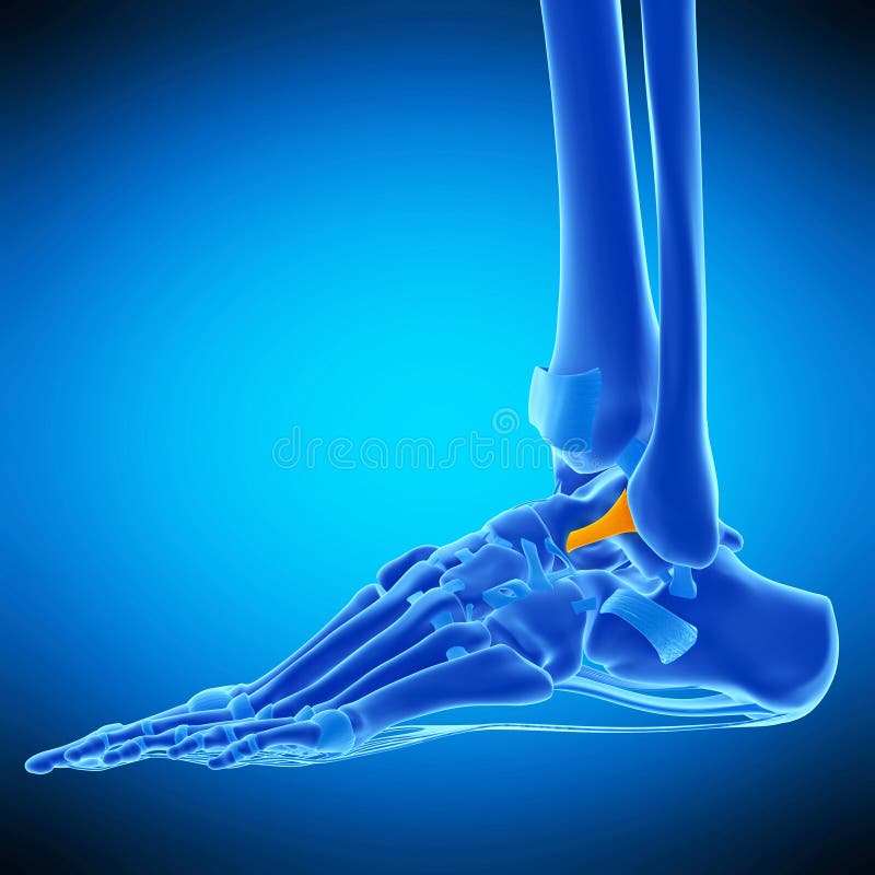 The Anterior Talofibular Ligament Stock Illustration - Illustration of ...