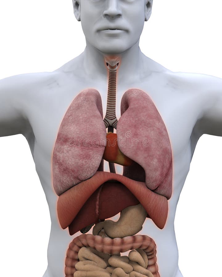 Body Guts Stock Illustrations – 1,359 Body Guts Stock Illustrations ...