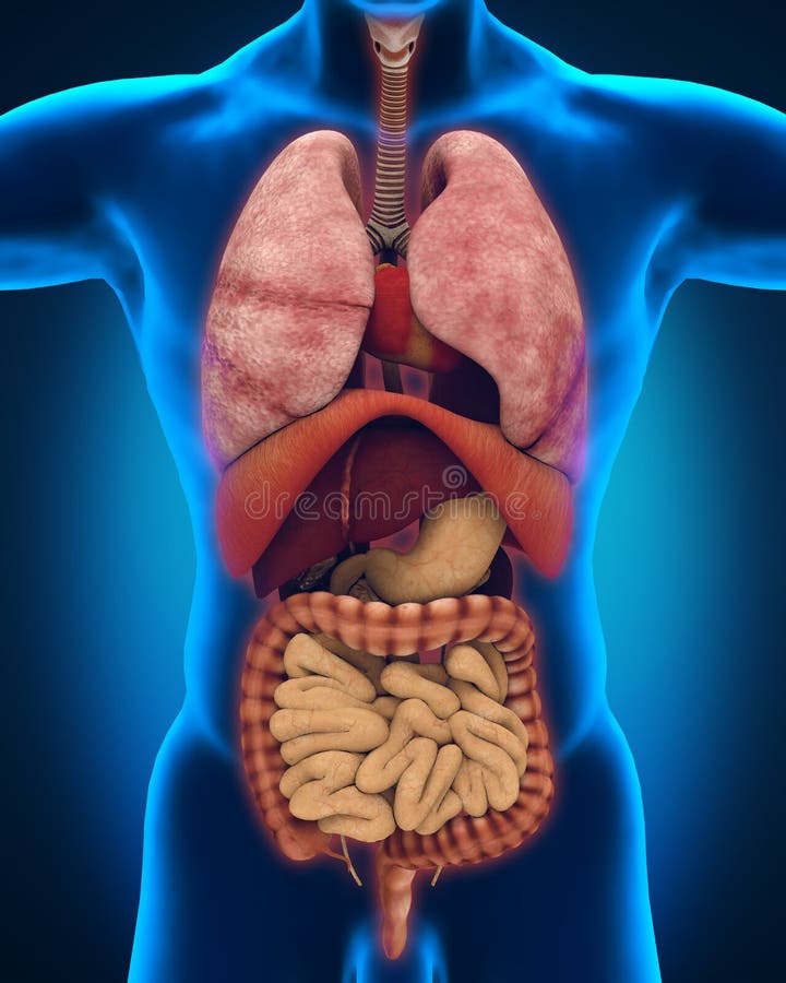 Body Guts Stock Illustrations – 1,359 Body Guts Stock Illustrations ...