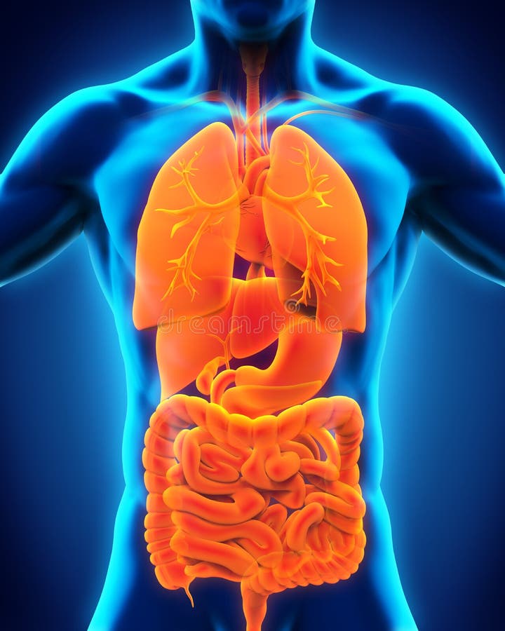 Body Guts Stock Illustrations – 1,359 Body Guts Stock Illustrations ...