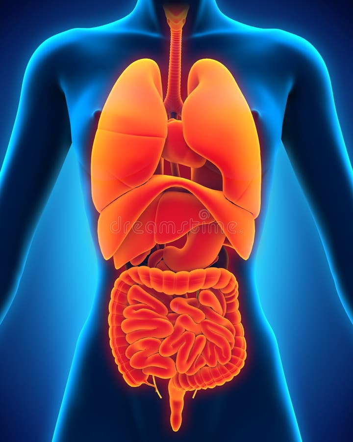 Anterior View of Human Body Stock Illustration - Illustration of ...