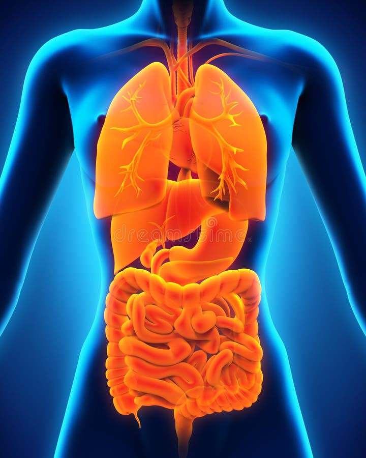 Anterior View of Human Body Stock Illustration - Illustration of chest ...