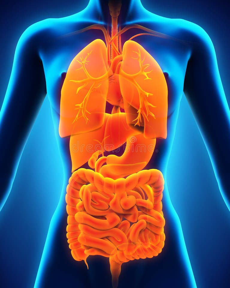 Female Body Ray View Stock Illustrations – 266 Female Body Ray View ...