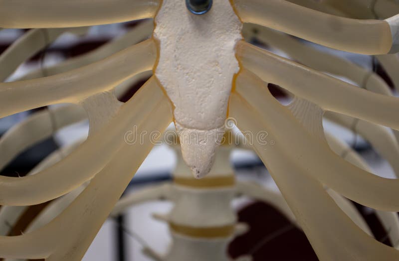 Xiphoid Process and Rib Attachments on Human Skeleton Model Stock Photo ...