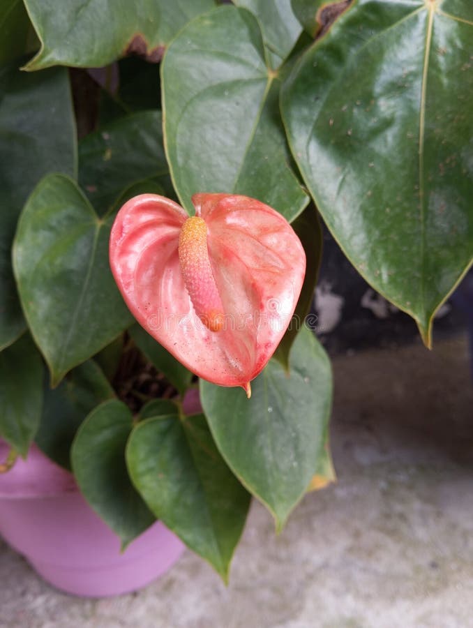 Niyam Flower Stock Photos - Free & Royalty-Free Stock Photos from ...