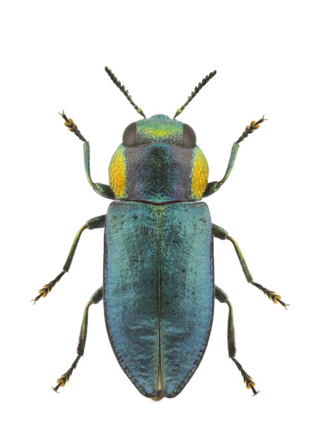 Anthaxia anatolica stock image. Image of jewel, entomology - 21570067