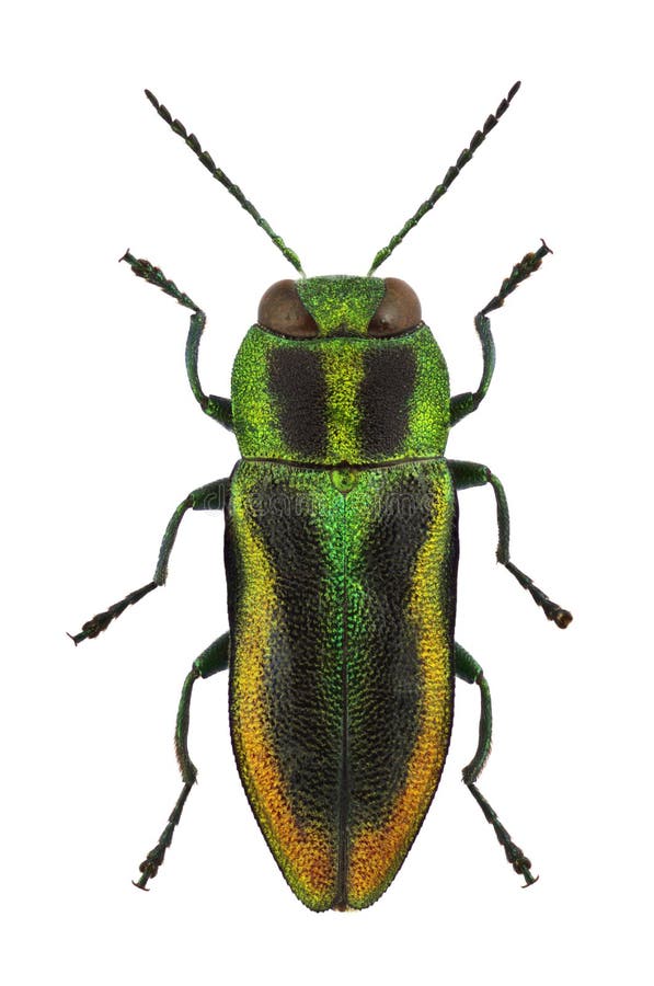 Anthaxia vittula stock photo. Image of invertebrate, jewel - 21570156